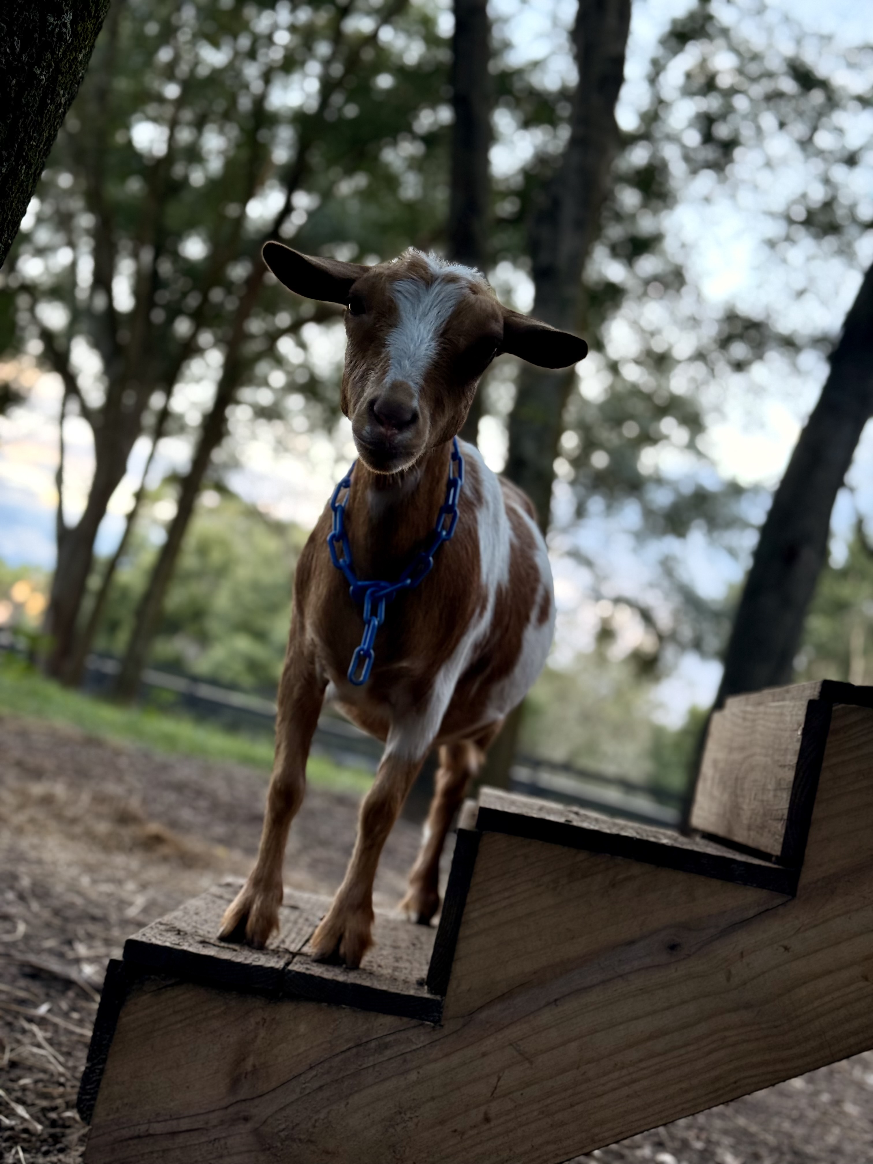 Visitor Policy – Sackett Family Farm – Nigerian Dwarf Goats for Sale in ...